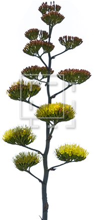 Download Skinny Tree Bright Colors - Tree - Full Size PNG Image - PNGkit