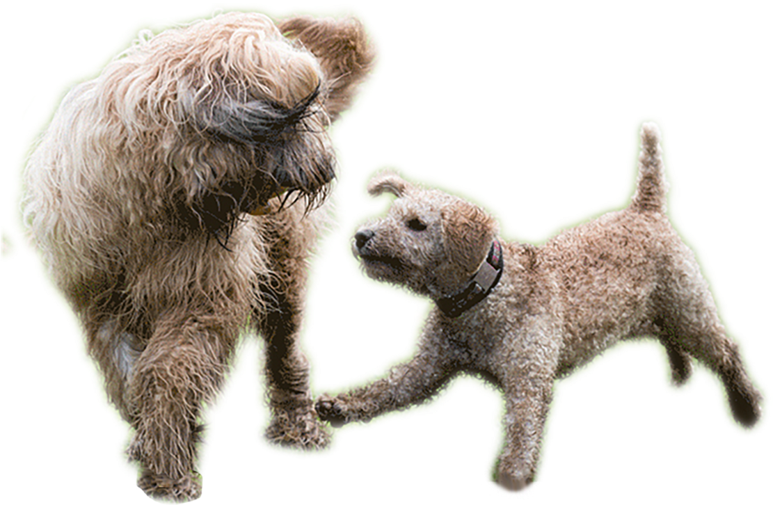 Download Transparent Playing-dogs2 - Dog - PNGkit