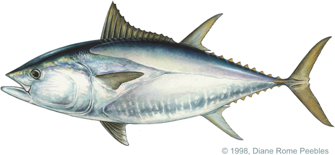 Download Pacific Bluefin Tuna - Full Size PNG Image - PNGkit