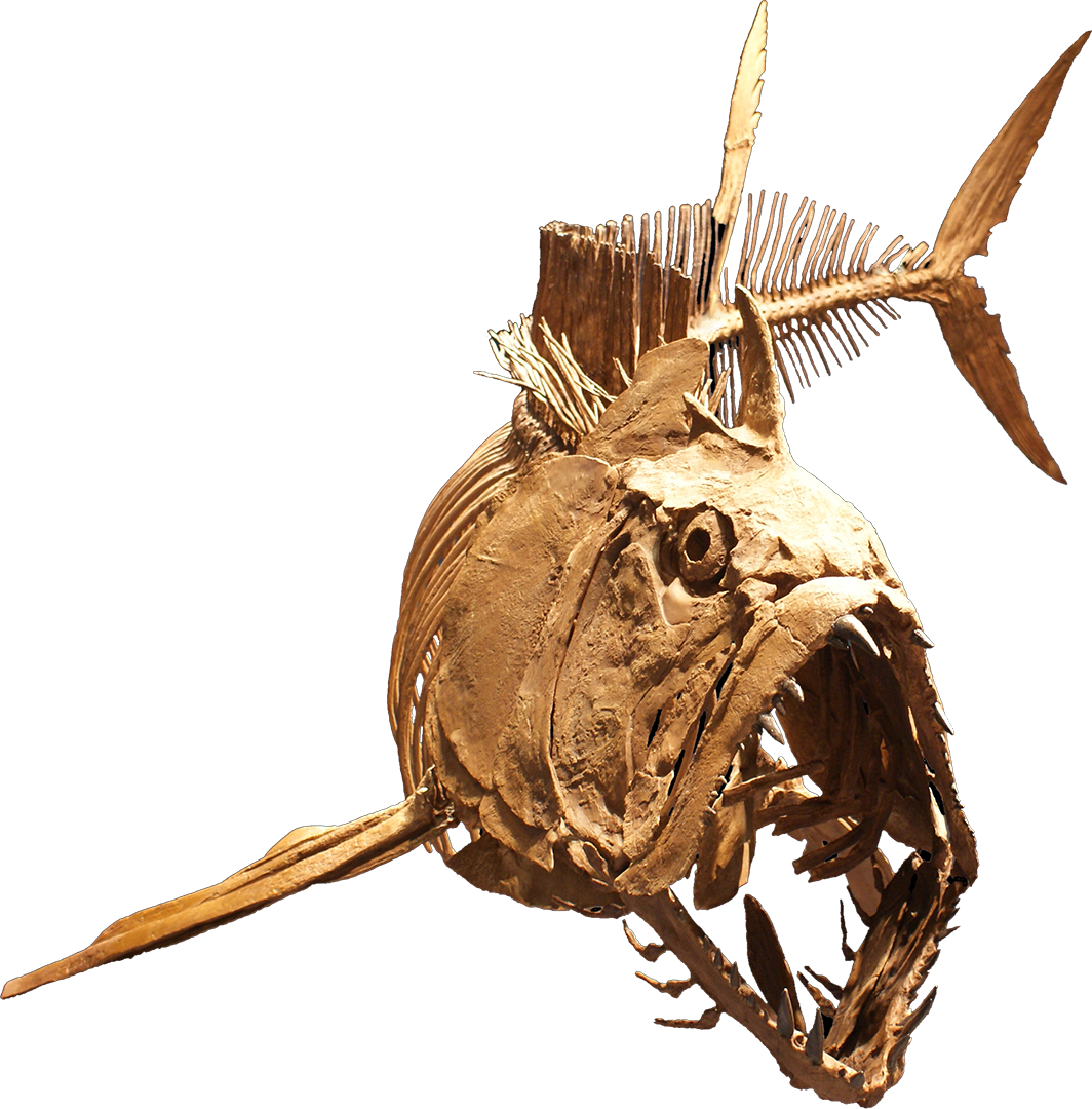 Download Xiphactinus Audax - Xiphactinus Skeleton - Full Size PNG Image ...