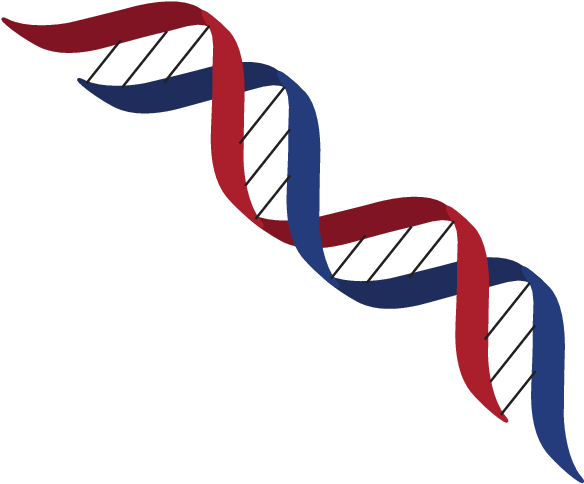 Download Transparent Dna Structure Clipart Transparent - Dna - PNGkit