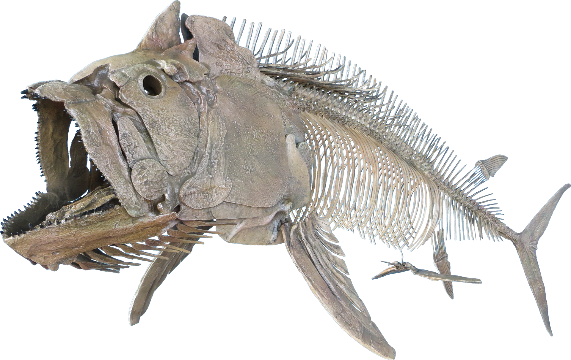 Download Ichthyodectes Ctenodon - Ichthyodectes - Full Size PNG Image ...