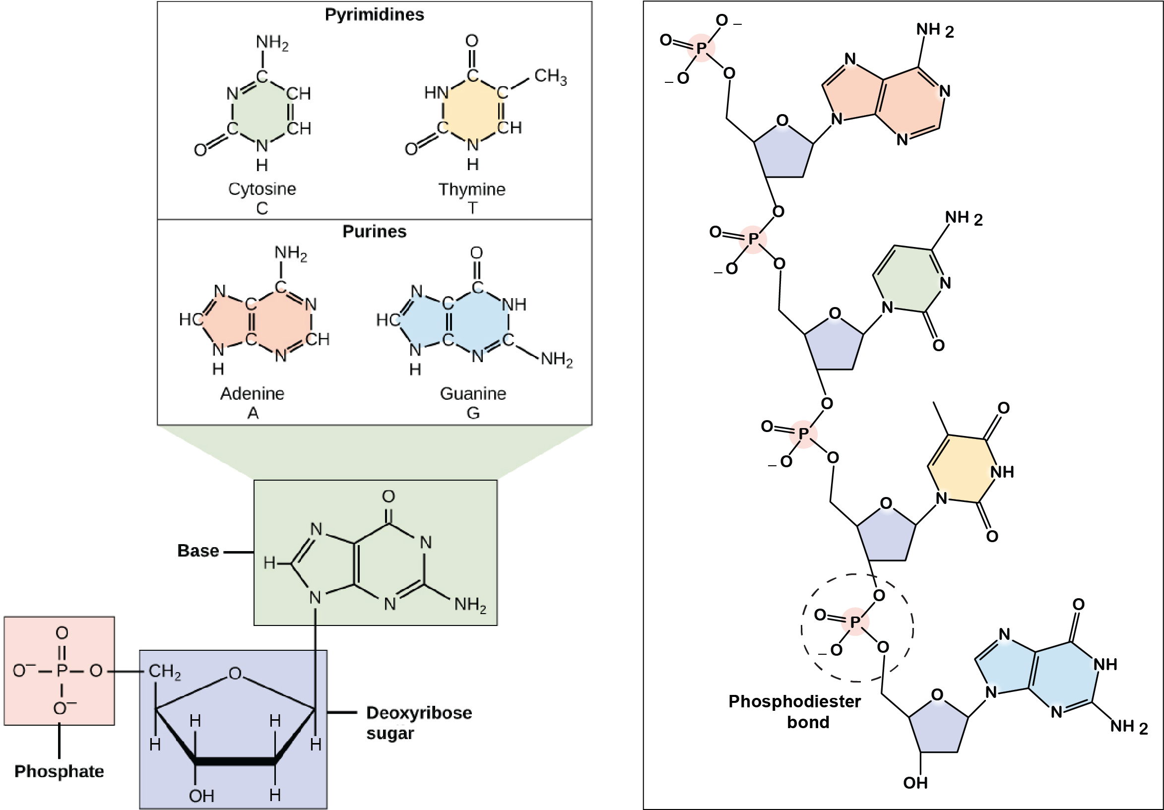 Download Dna Structure - Full Size PNG Image - PNGkit