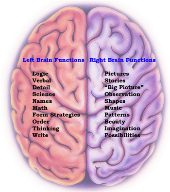 Download The Brain Has Two Distinct Sides, Or Hemispheres, The - Human ...