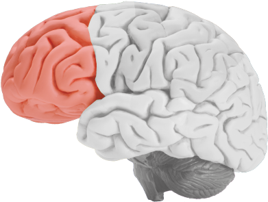 Download It Controls Thinking, Planning And Problem Solving - Brain On ...