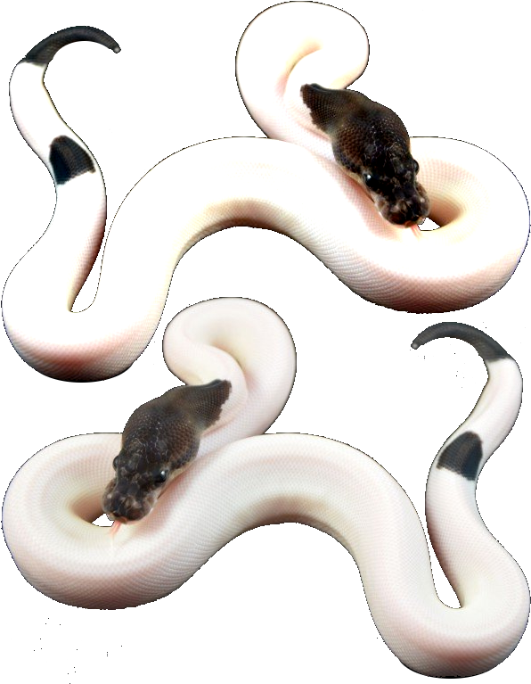 Download Green Python Png Python Png Snake Png Reptile Png Animal - Boa ...