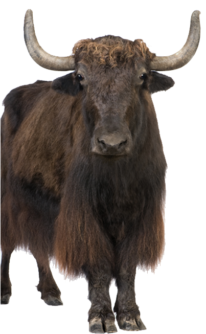 Download Yak Png Image - Y Is For Yak: A Zoo Alphabet - Full Size PNG ...