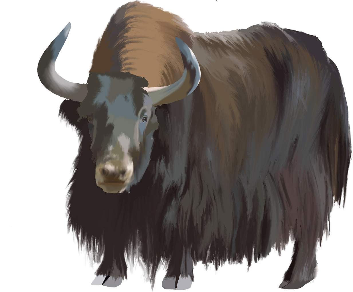 Download Domestic Yak - Full Size PNG Image - PNGkit