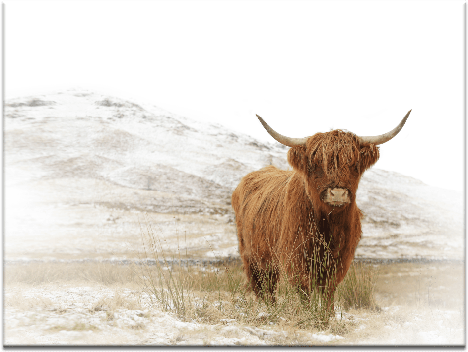 Download Yak - Highland Cattle Poster - Full Size PNG Image - PNGkit