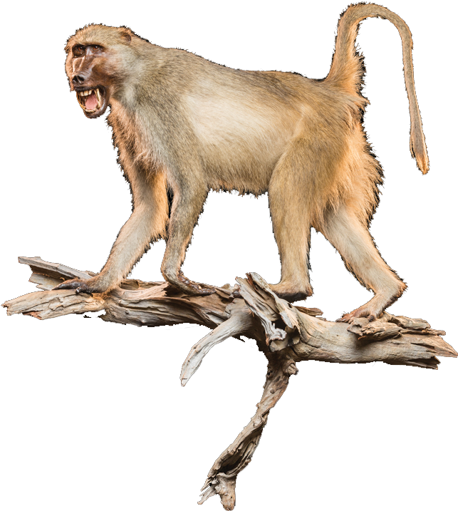 Download Download - Full Size PNG Image - PNGkit