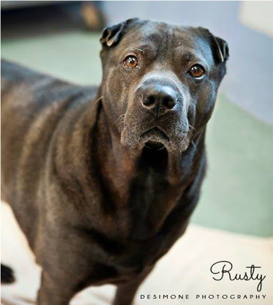 Download Rusty Is A 7 Year Old Male Shar Pei Pit Bull Mix ...