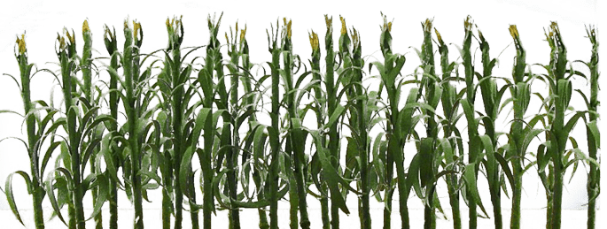 Download Jtt Corn Stalks O-scale 0595512 - Full Size PNG Image - PNGkit