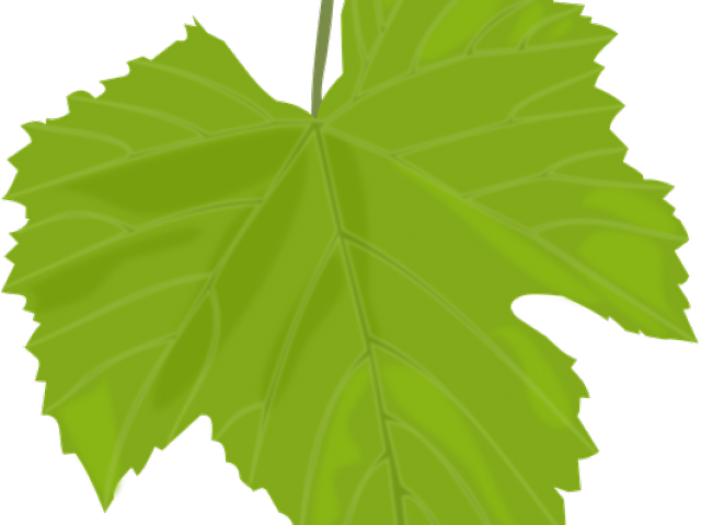 Download Daun Anggur Vector - Hoja De Parra Dibujo - Full Size PNG ...