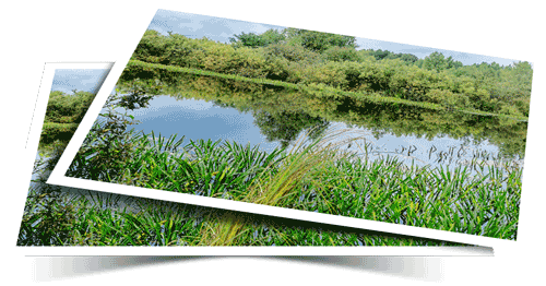 Download Verification Information To The U - Freshwater Marsh - Full ...