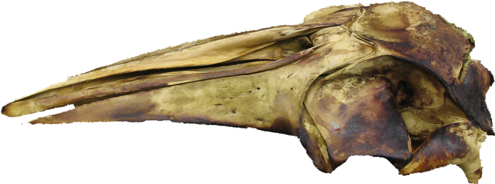 Download Finished Fin Whale Skull - Museum - Full Size PNG Image - PNGkit