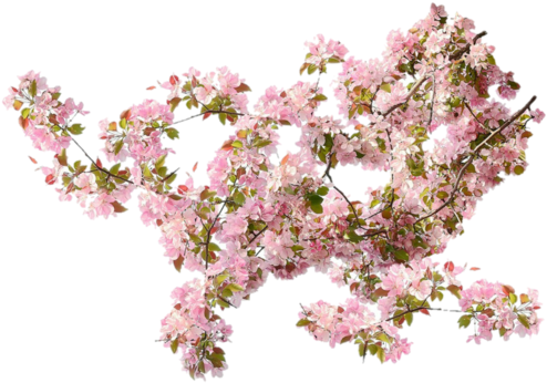 Download Transparent Spring Overlays - Full Size PNG Image - PNGkit