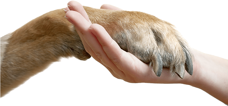 Download Animal Communication Seminar - Paw And Hand Png - Full Size ...