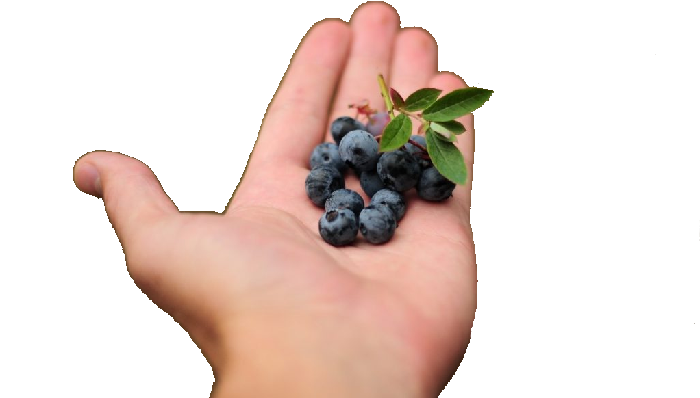 Download Now You Can Grow Your Own Berry Plants In South Africa ...