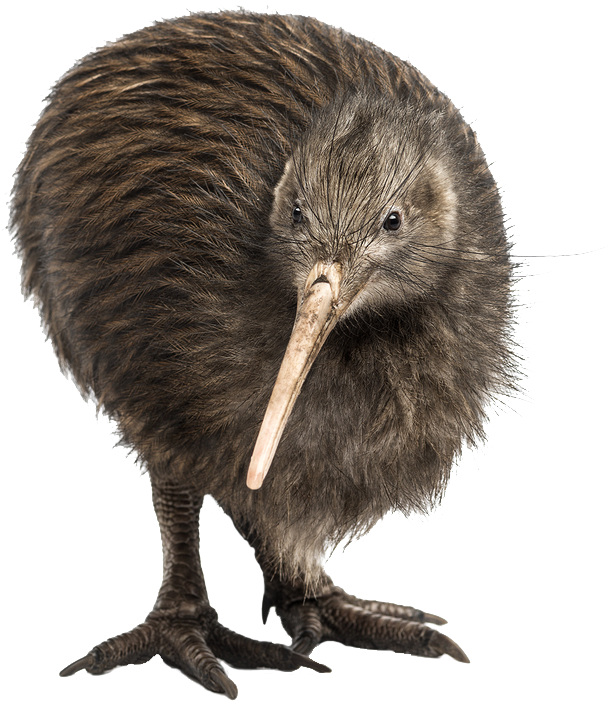 Download Ncea Year 12 Biology Internals - Full Size PNG Image - PNGkit