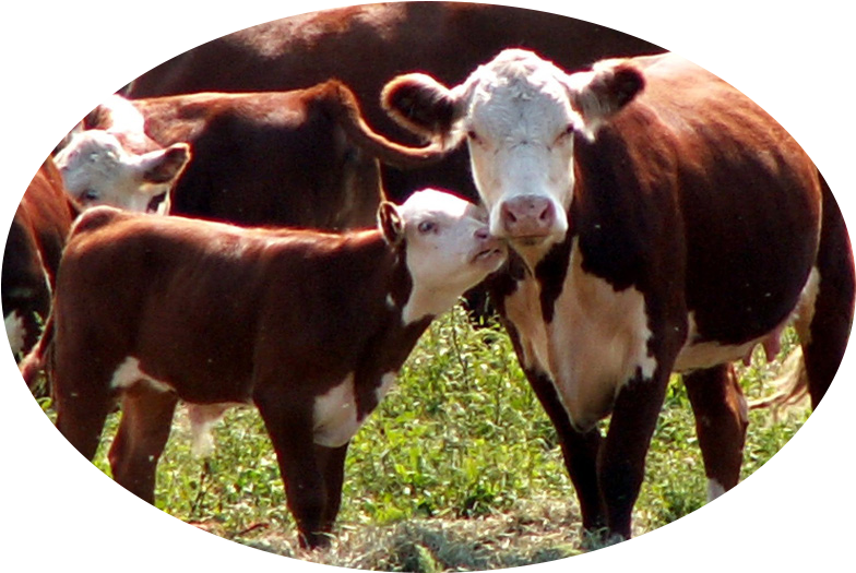 Download Boyden Farm Sits On A Rich Flood Plain Of The Lamoille - Dairy ...