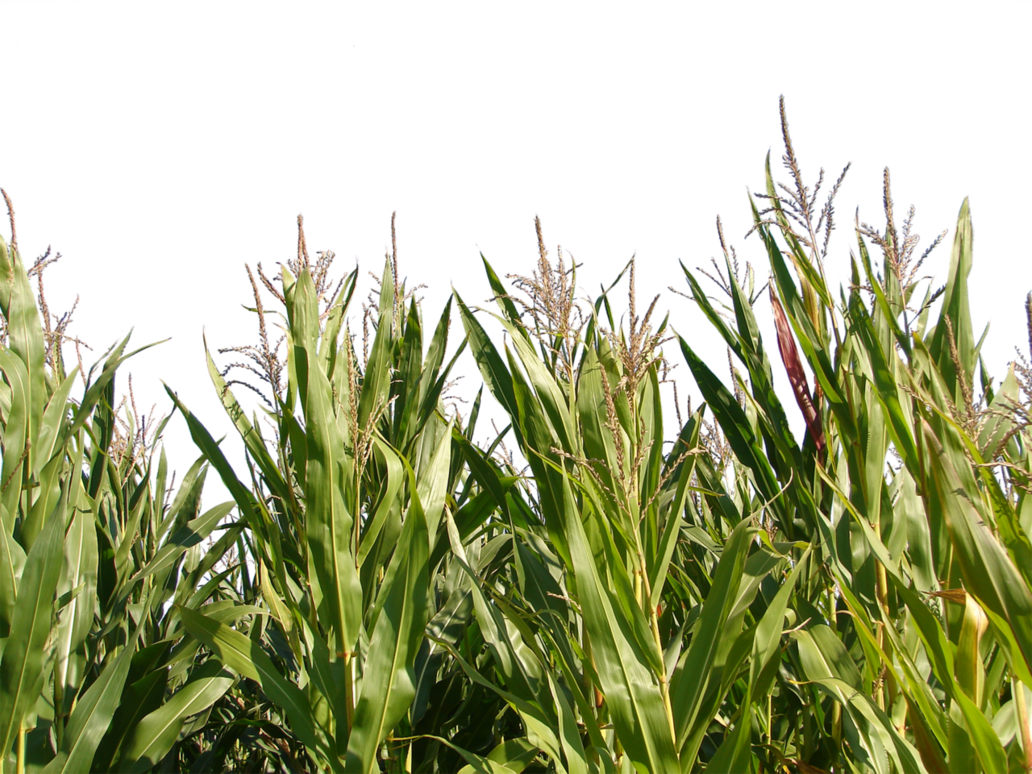 Download Maize - Full Size PNG Image - PNGkit