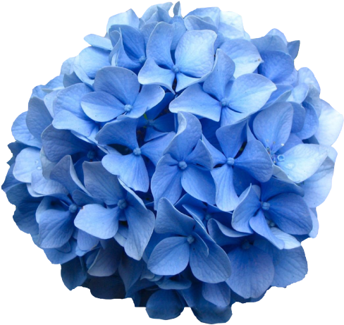 Download Blue Hydrangea Transparent - Full Size PNG Image - PNGkit