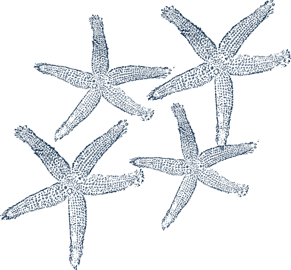 Download White Starfish Png Download - Full Size PNG Image - PNGkit