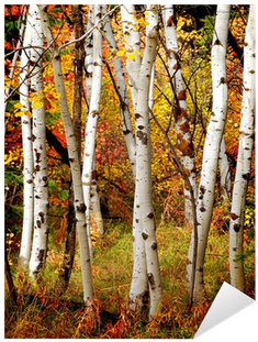 Download Birch Trees Fall - Full Size PNG Image - PNGkit