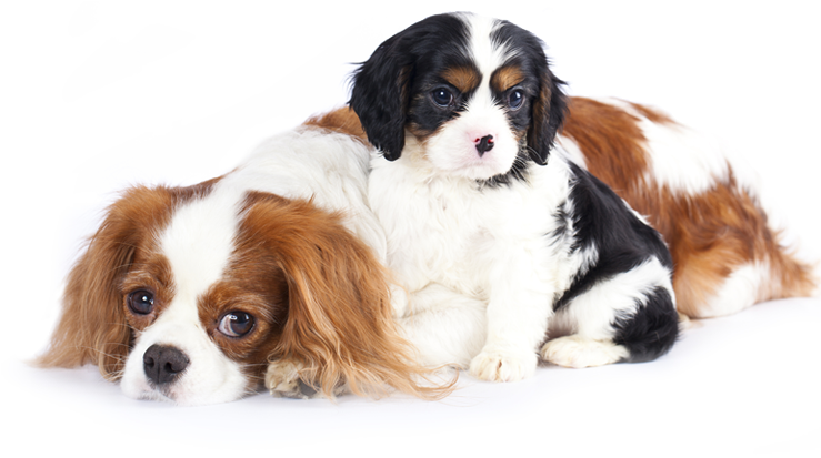 Download Service - Sad Dogs Transparent Background - Full Size PNG ...
