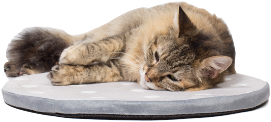 Download Kitty Nap Pad Light Gray - Domestic Short-haired Cat - Full ...