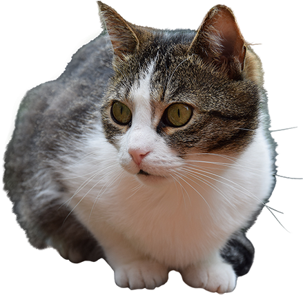 Download Transparent A Cutout Photo Of A Gray And White Cat, Ready To ...