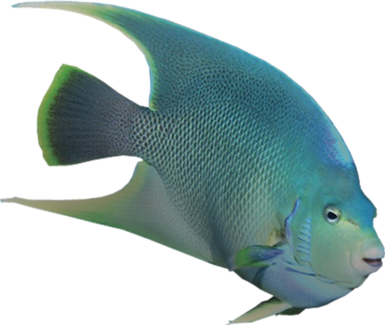 Download Angel Fish Png - Angelfish - Full Size PNG Image - PNGkit