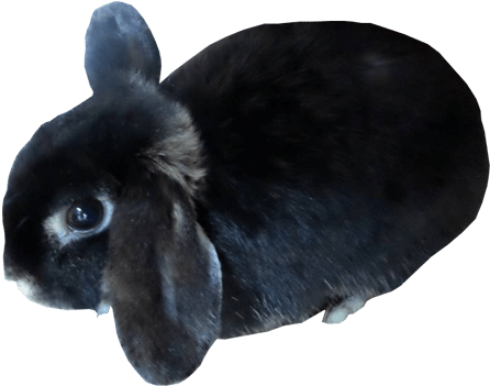 Download Black Bunny Rabbit - Black Bunny - Full Size PNG Image - PNGkit
