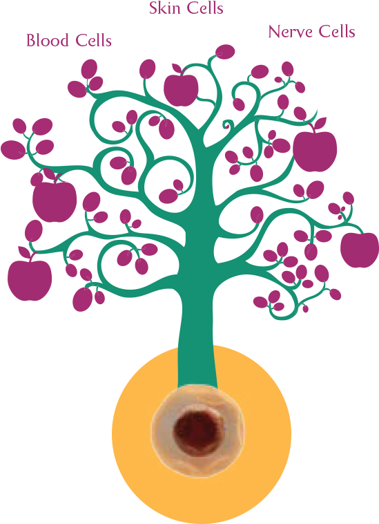 Download Our Body's Stem Cells Which Are Similar To A Seed Of - Brand ...