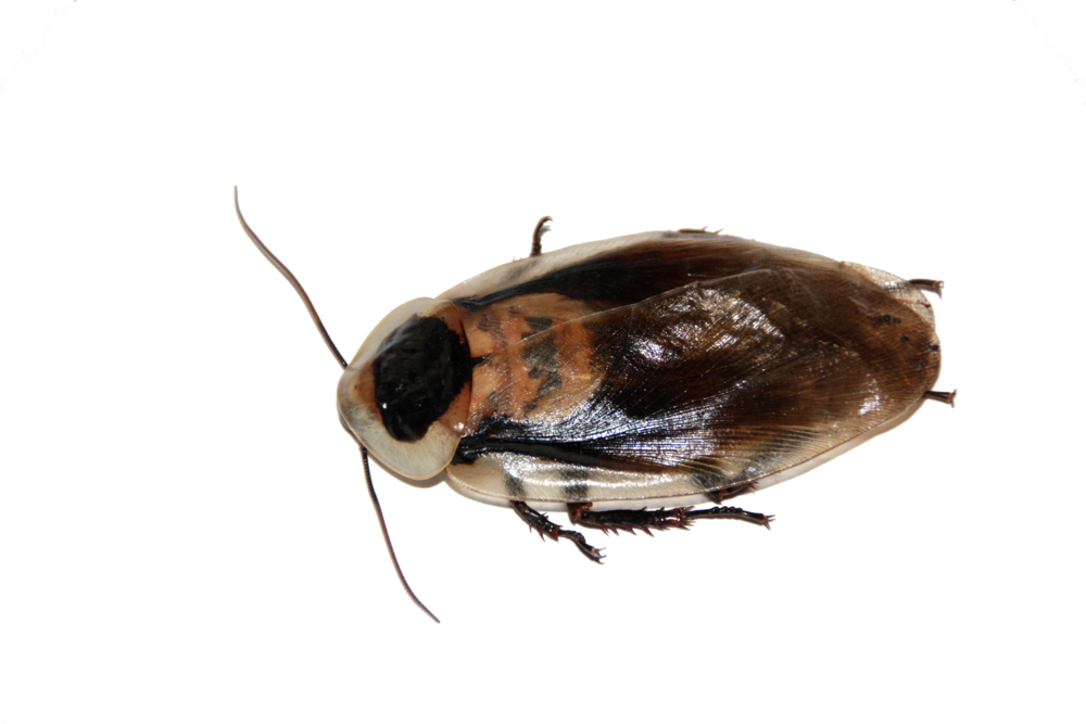 Download Cockroach - Kecoa Png - Full Size PNG Image - PNGkit