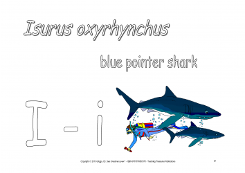 Download Squaliformes - Full Size PNG Image - PNGkit