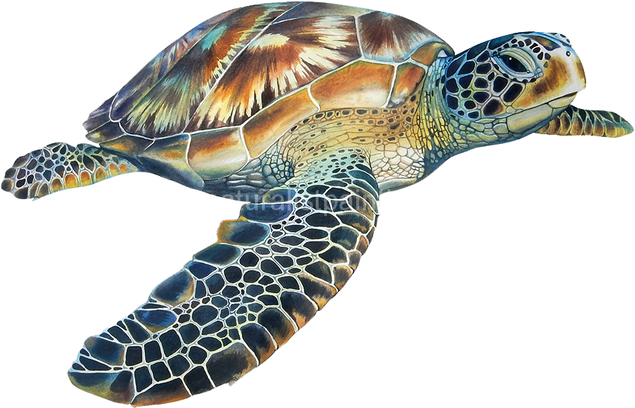Download Eretmochelys Imbricata - Penyu Png - Full Size PNG Image - PNGkit