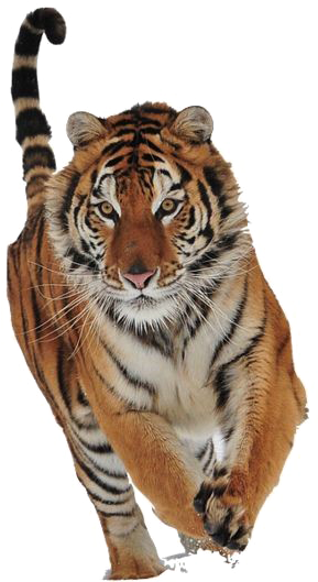 Download Walking Tiger Transparent Image - Tiger Transparent - Full ...