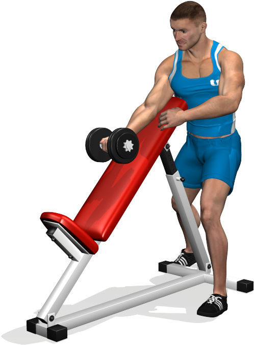 Download Standing One Arm Dumbbell Curl Over Incline Bench Involved ...