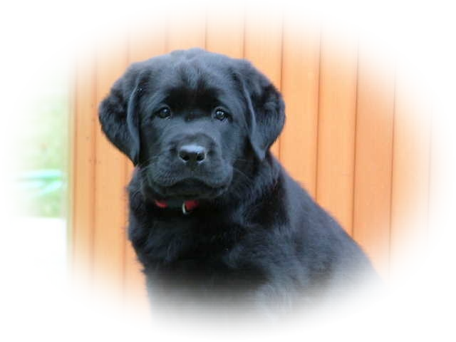 Download Canadian Labrador Retriever - Full Size PNG Image - PNGkit