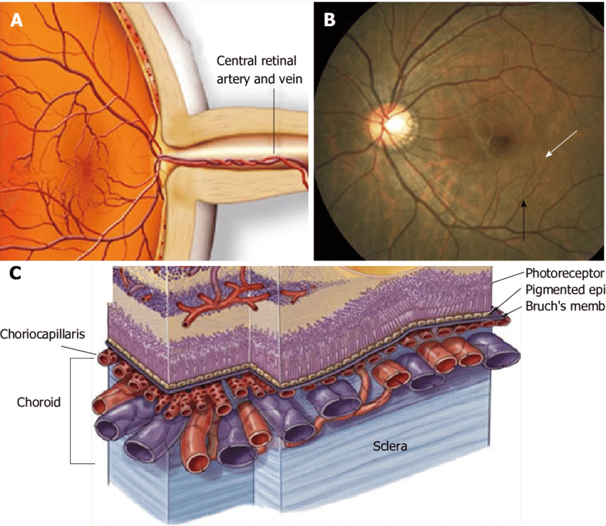 Download Central Retinal Artery And Vein Respectively - Retinal And ...