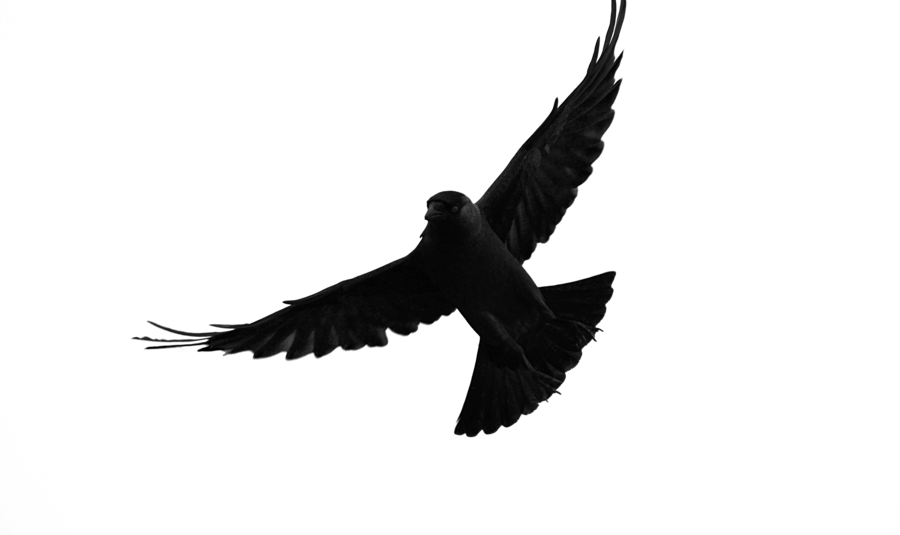 Download Jackdaw Real - Jackdaw Silhouette - Full Size PNG Image - PNGkit