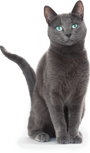 Download Kitten Png Cat Png Transparent Country Selector - Sheba Cat ...