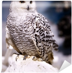 Download Snow Owl Png Download - Snowy Owl - Full Size PNG Image - PNGkit