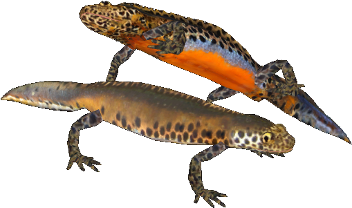 Download Welcome To The Newt Page - Zoo Tycoon 2 Newts - Full Size PNG ...