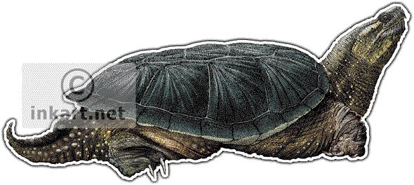 Download Common Snapping Turtle Decal - Snapping Turtle Art - Full Size ...
