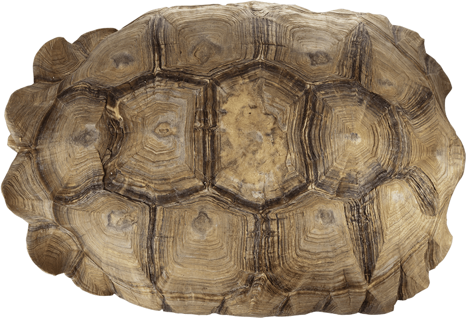 Download Real Sulcata Tortoise Skeleton And Shell - African Spurred ...
