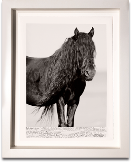 Download Right Carousel Arrow - Stallion - Full Size PNG Image - PNGkit