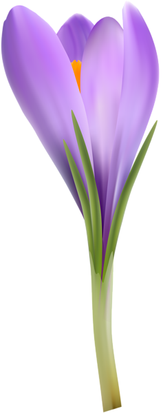 Download Crocus Transparent Png Image - Portable Network Graphics ...