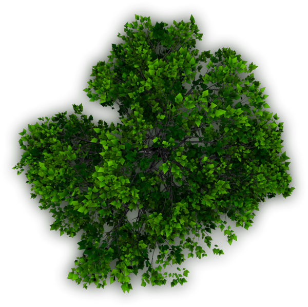 Download Transparent Tree Plan Png Download - Trees Plan Png For ...